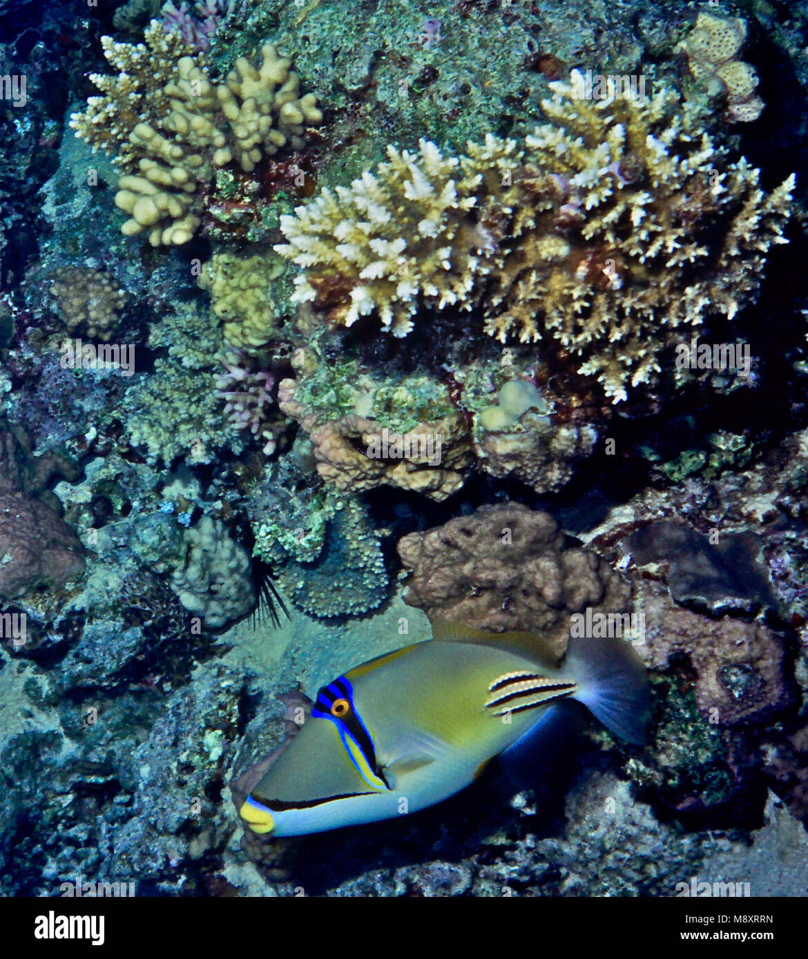 This small species of triggerfish (Rhinecanthus assasi: 20 cms.), with ...