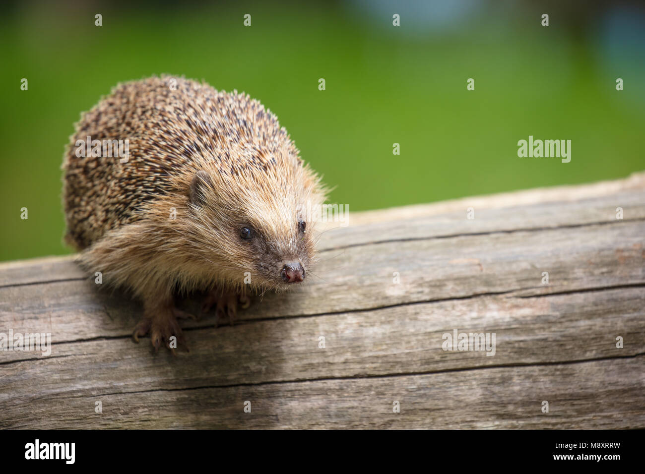 Hedgehog on top of a wooden log Stock Photo - Alamy