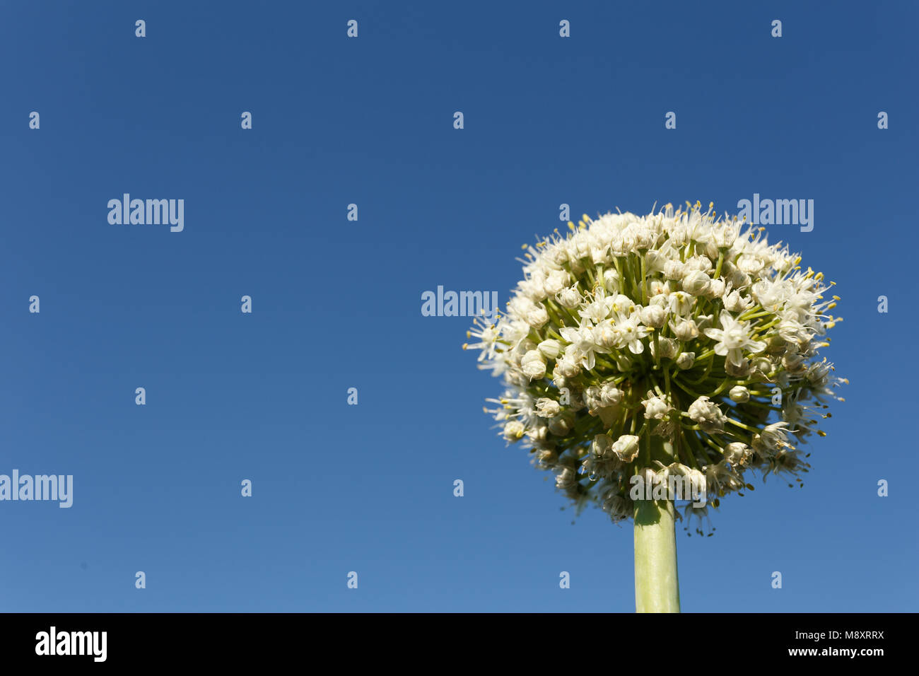 Blue onion flower hi-res stock photography and images - Alamy