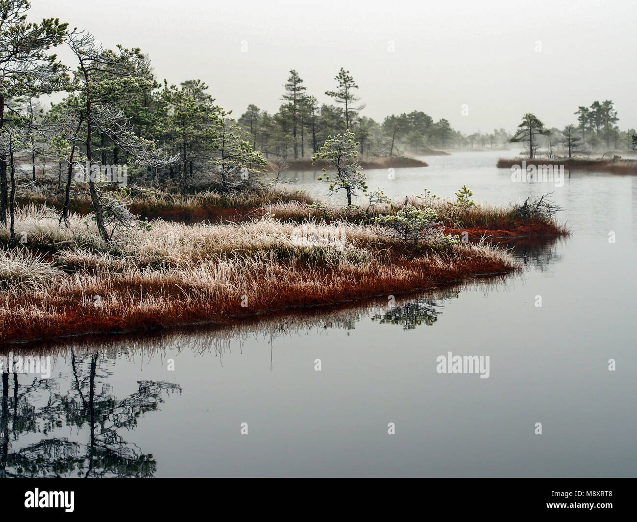 Pine Trees in Field of Kemeri moor in Latvia with a Pond in a ...