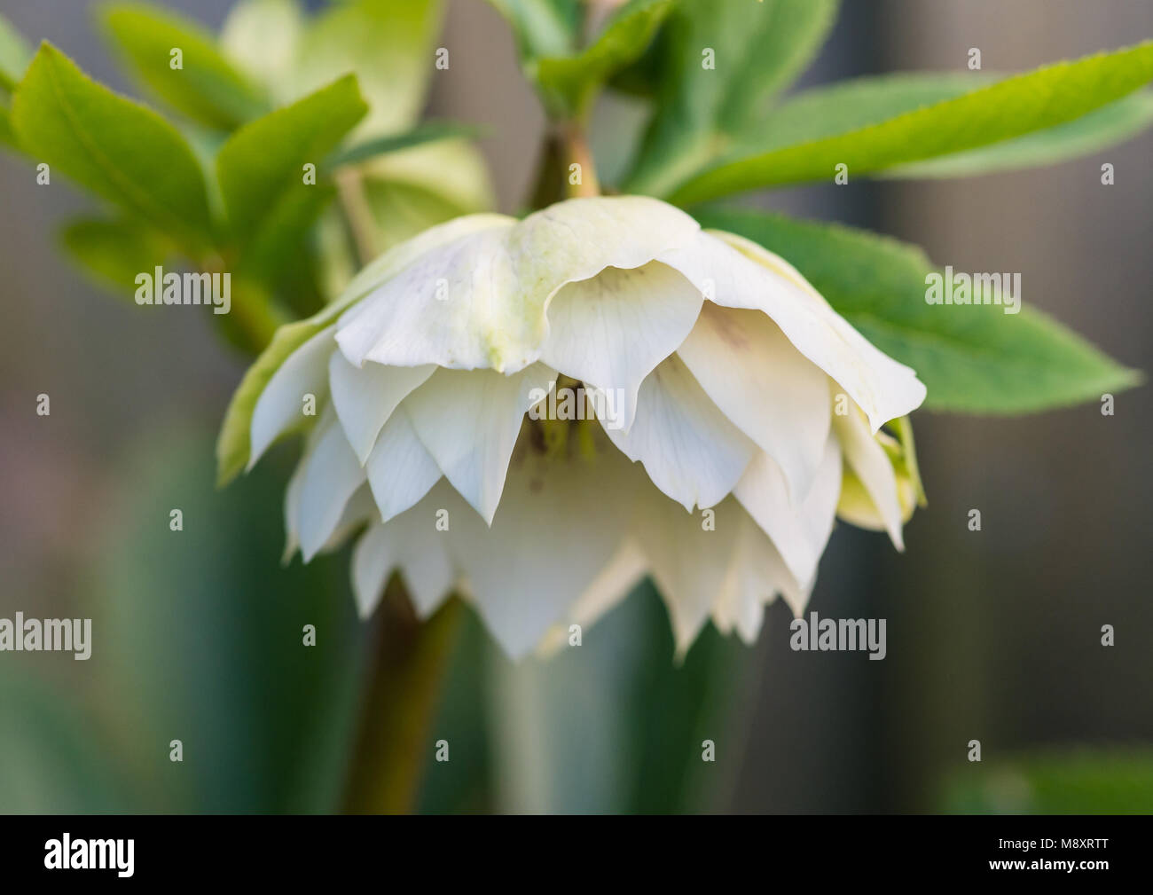 Nodding flower head hi-res stock photography and images - Alamy
