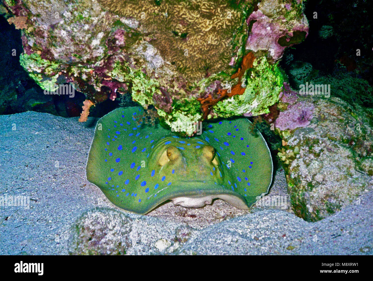 Tail spine hi-res stock photography and images - Alamy