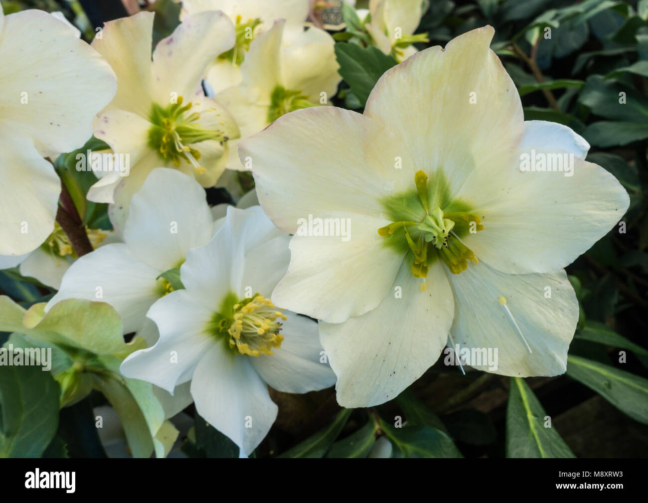 A macro shot of a white hellebore bloom Stock Photo - Alamy