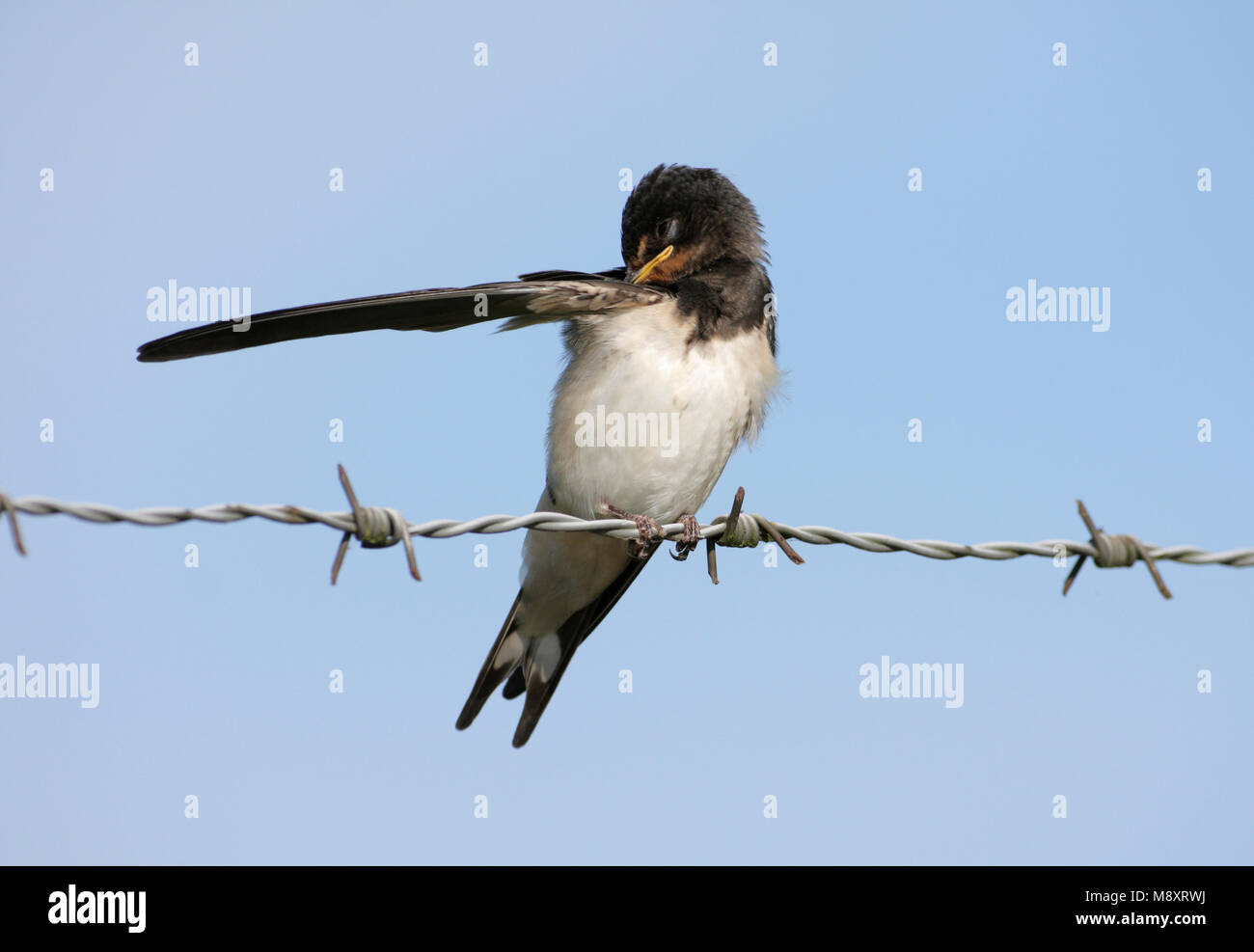 Boerenzwaluw poetsend; Barn Swallow juvenile washing Stock Photo - Alamy