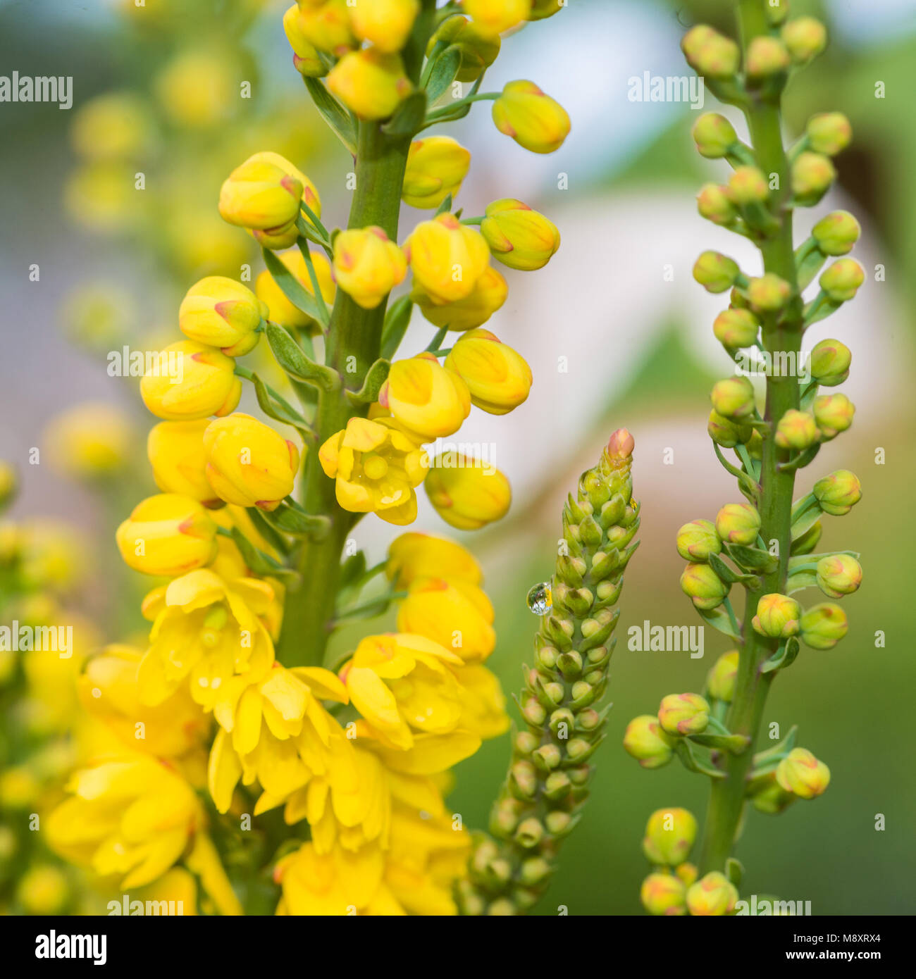 Mahonia japonica hi-res stock photography and images - Alamy