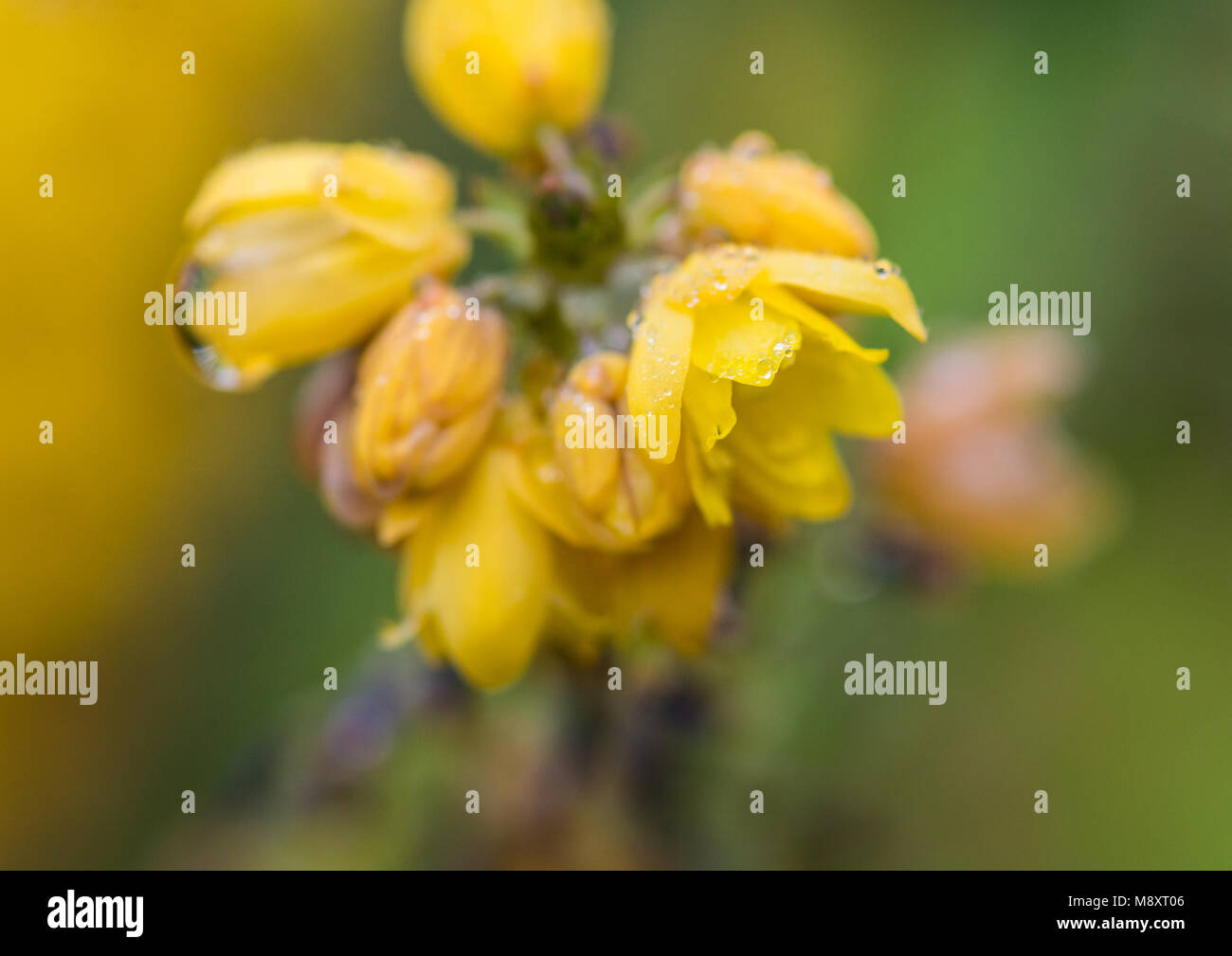 Mahonia japonica hi-res stock photography and images - Alamy