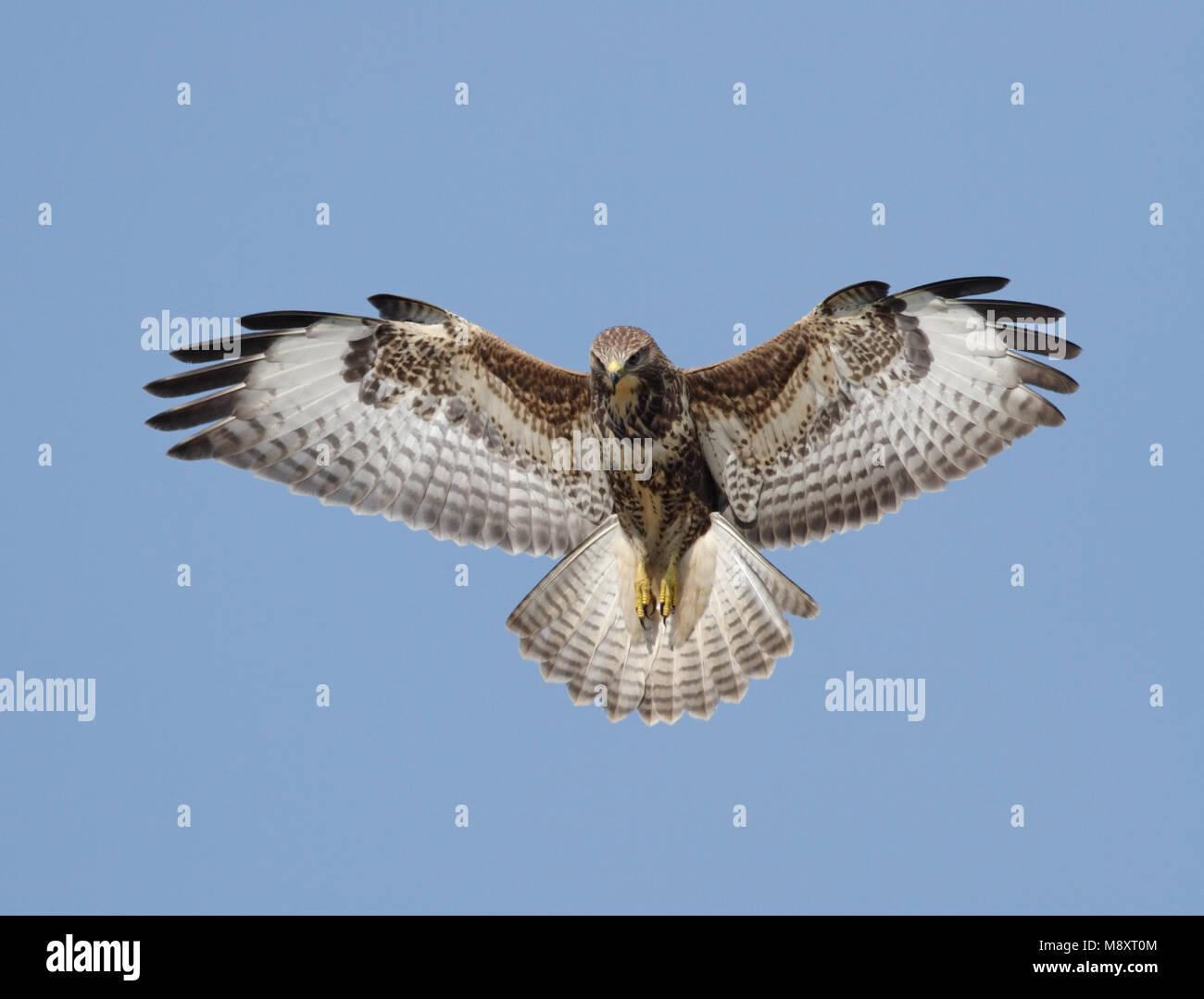 Common Buzzard hovering; Buizerd biddend Stock Photo - Alamy