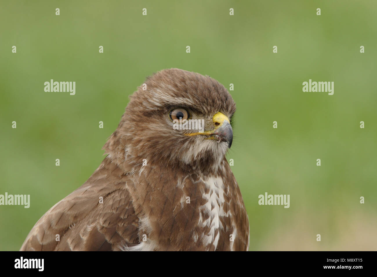 Kop portret hi-res stock photography and images - Alamy