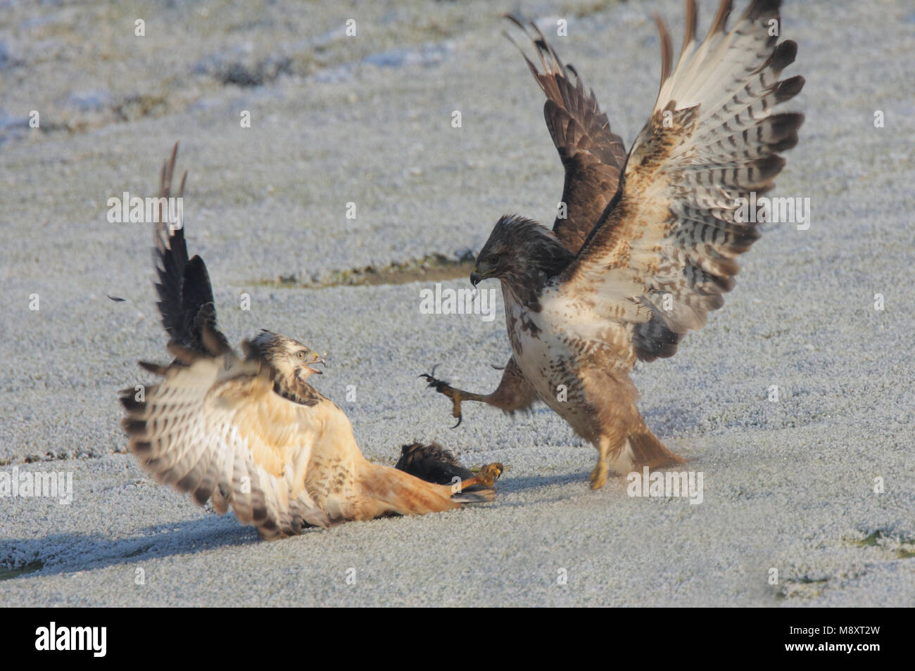 Buzzard fighting hi-res stock photography and images - Alamy