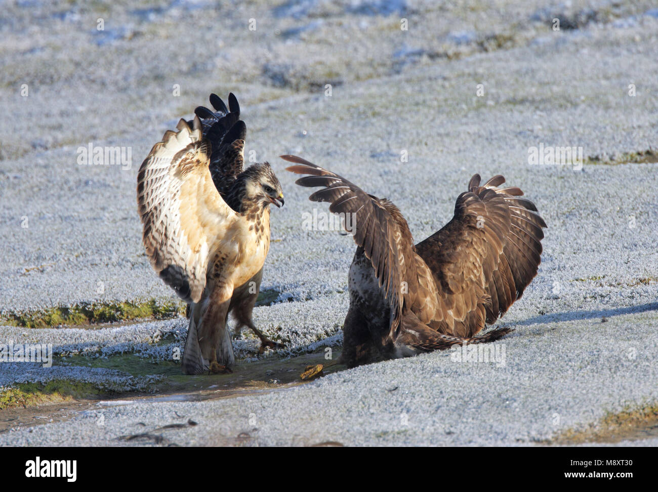 Buzzard fighting hi-res stock photography and images - Alamy