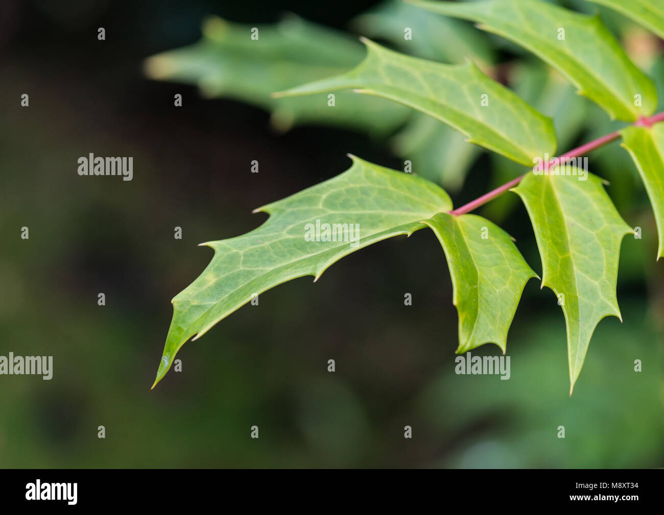 Sharp leaves hi-res stock photography and images - Alamy