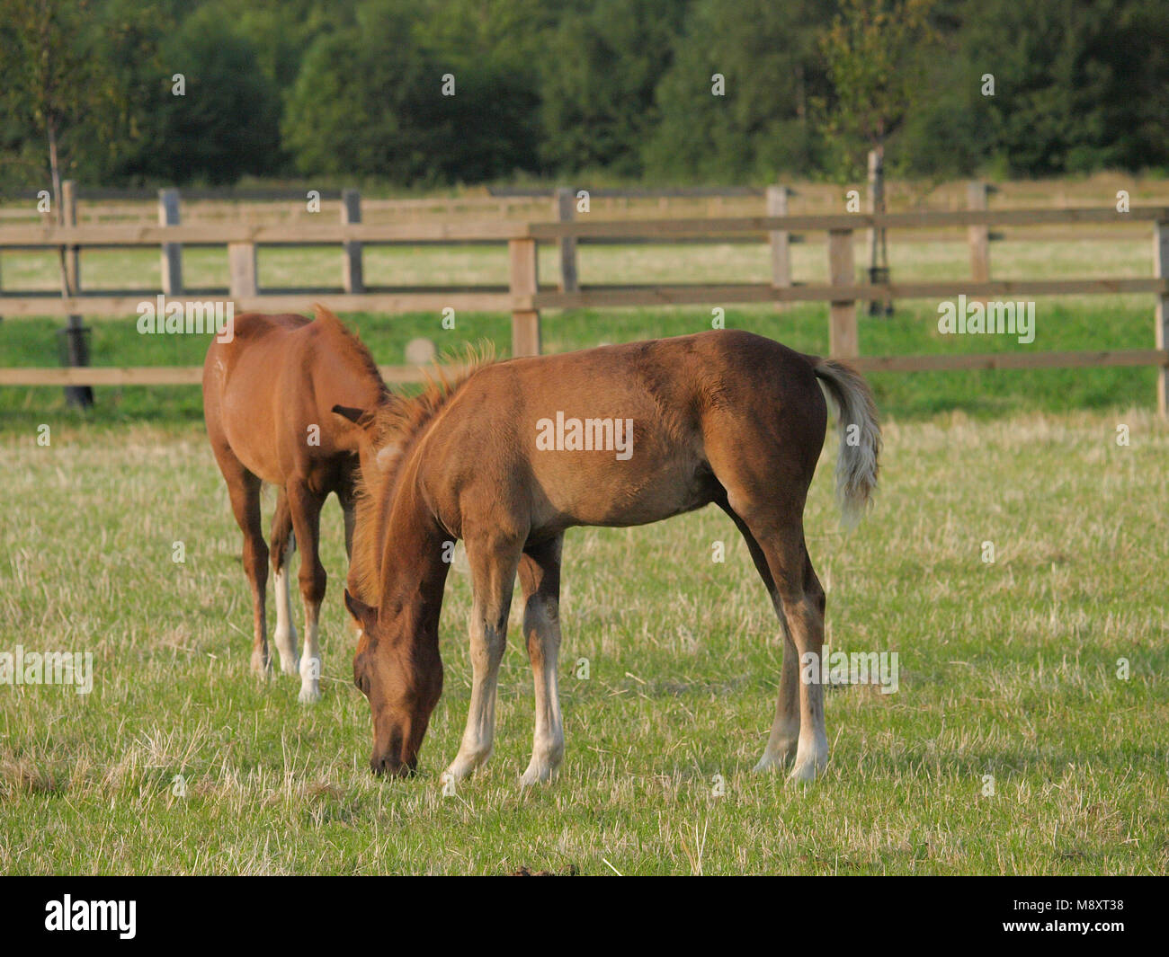 Two pretty chestnut foals graze together in a paddock Stock Photo - Alamy