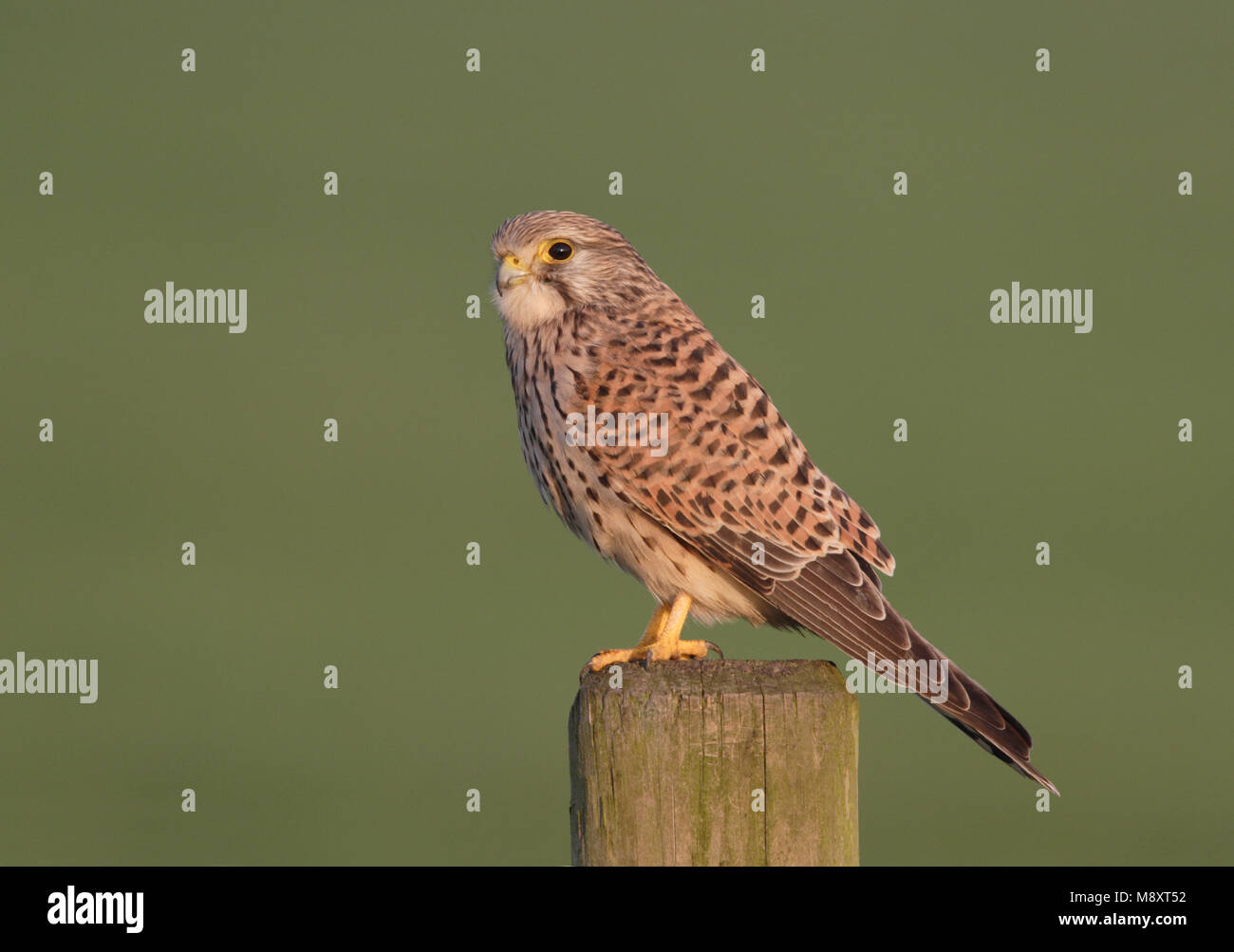 Vrouwtje Torenvalk in zit; Female Common Kestrel perched Stock Photo ...