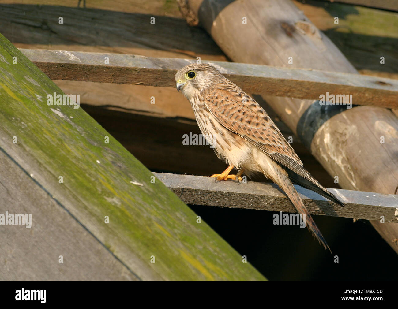 Vrouwtje Torenvalk in zit; Female Common Kestrel perched Stock Photo ...