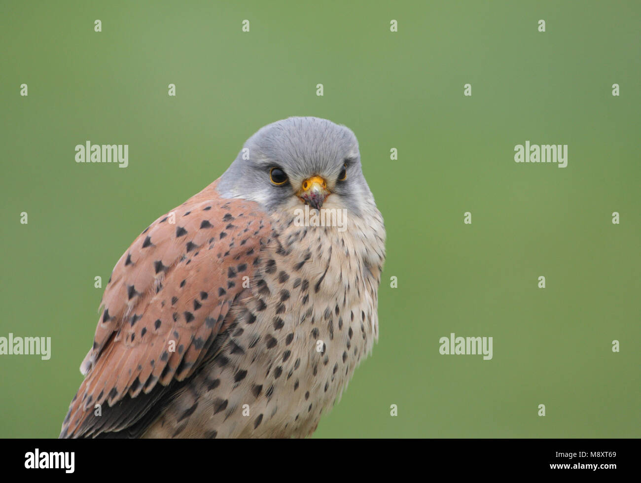 Torenvalk mannetje beeldvullend; Common Kestrel male close-up Stock ...