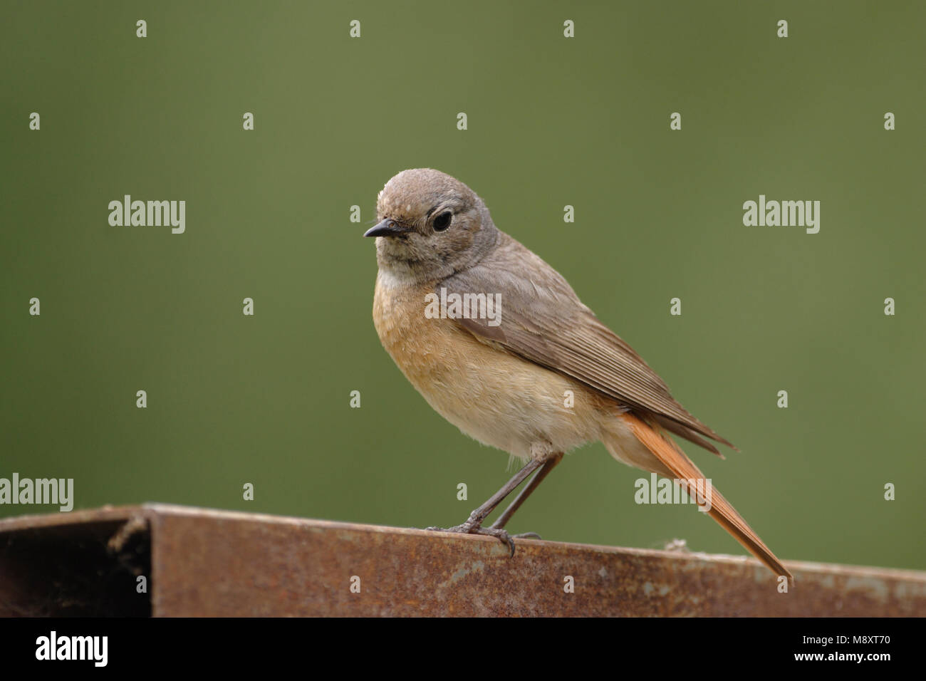 Common redstart female hi-res stock photography and images - Alamy