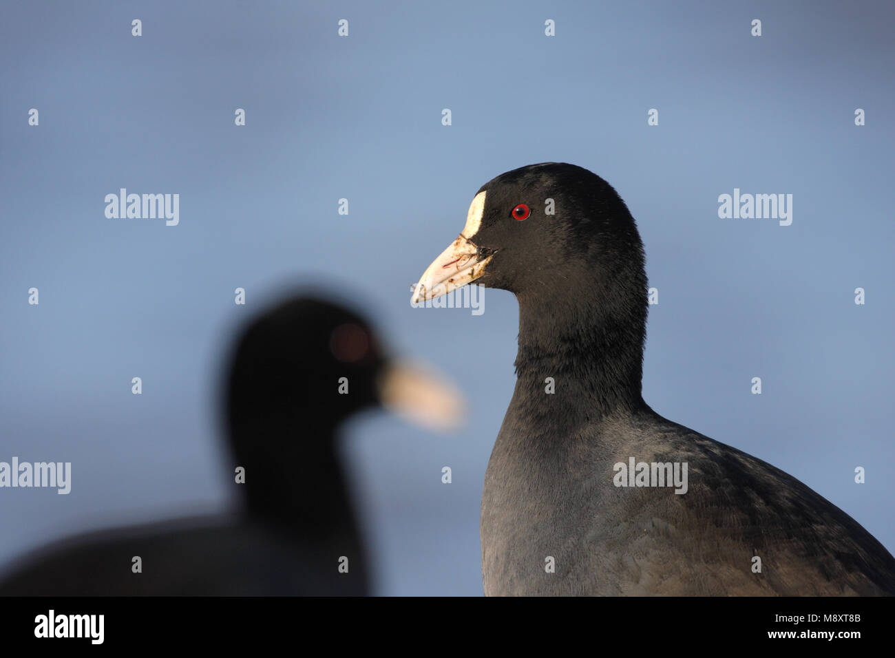 Meerkoet; Eurasian Coot Stock Photo - Alamy