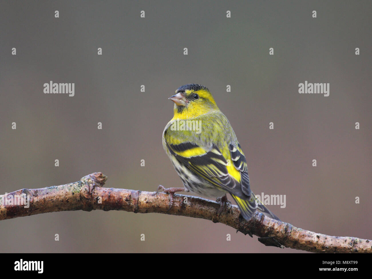 Sijsje mannetje zittend; Eurasian Siskin male perched Stock Photo - Alamy
