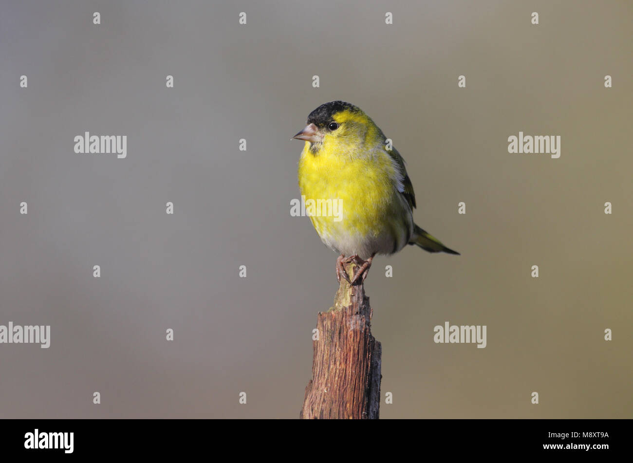 Sijsje hi-res stock photography and images - Alamy