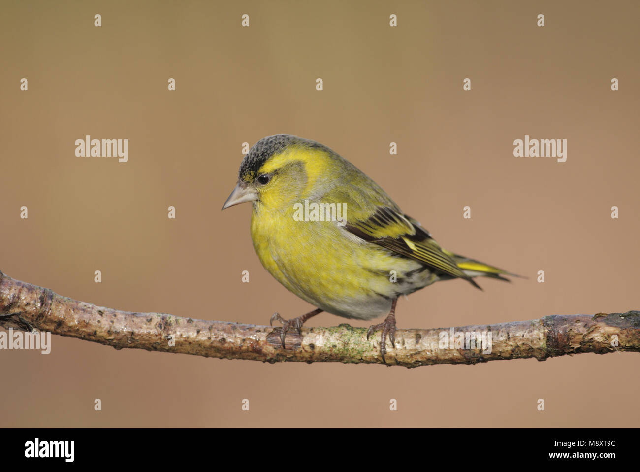 Sijsje mannetje zittend; Eurasian Siskin male perched Stock Photo - Alamy