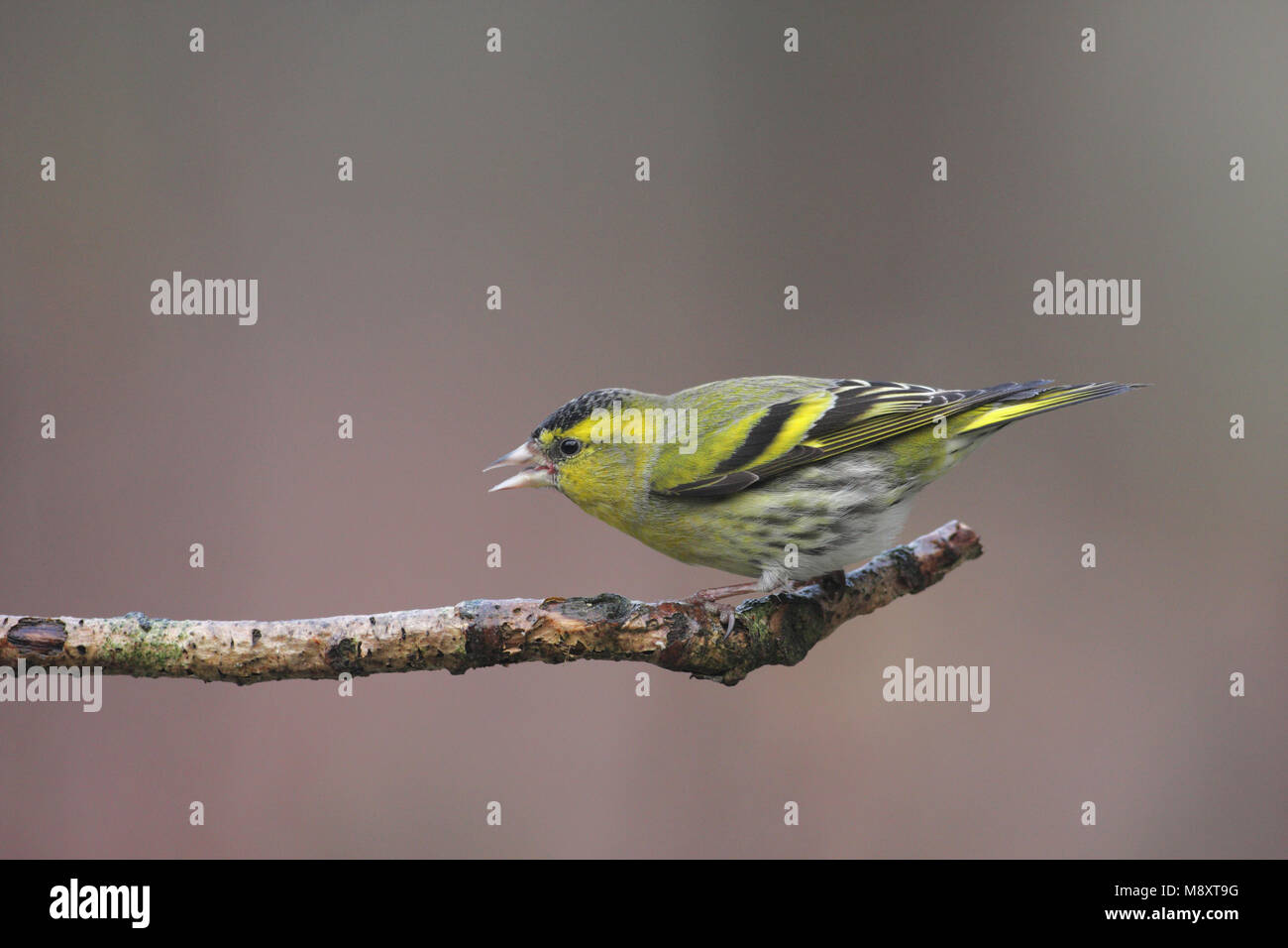Sijsje hi-res stock photography and images - Alamy