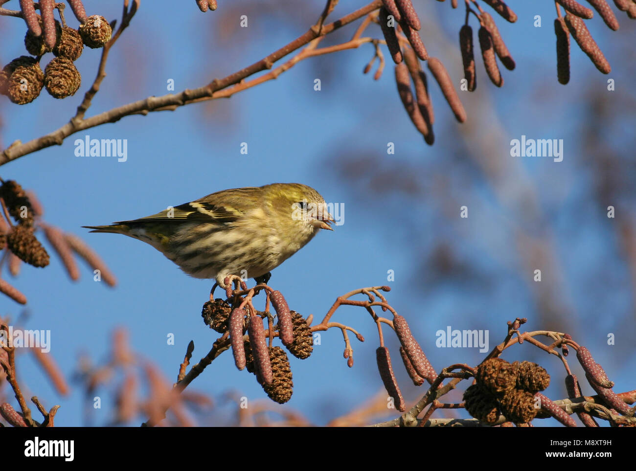 Sijsje hi-res stock photography and images - Alamy