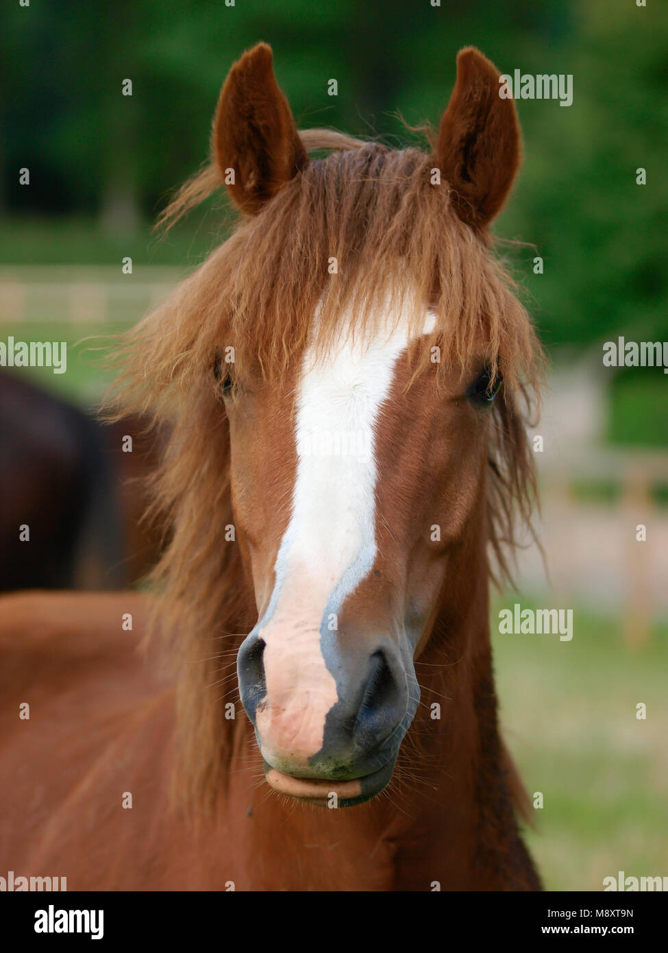 A head shot of a pretty Welsh pony in a paddock Stock Photo - Alamy