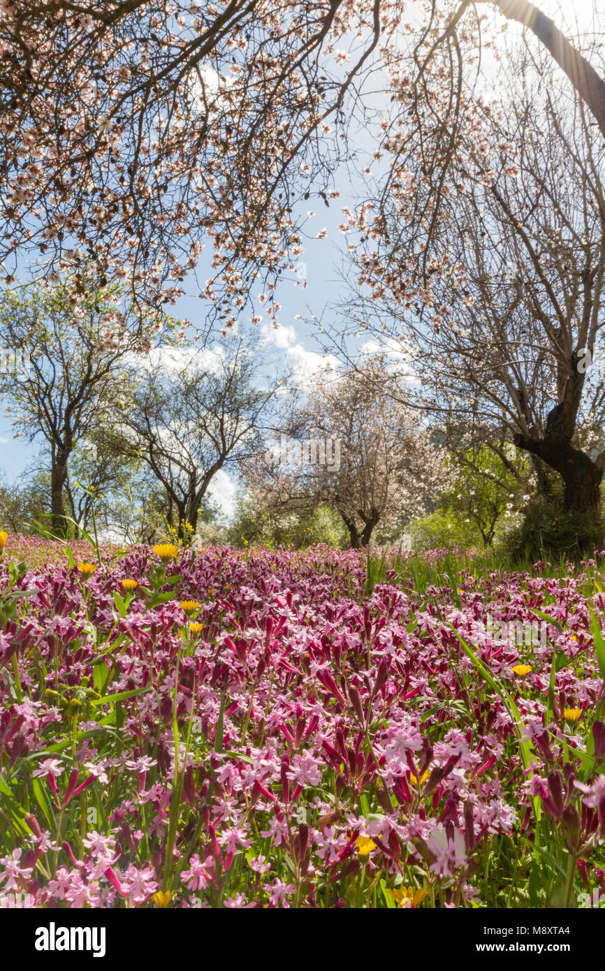 Blossoming almond trees and purple flowers in a field. Shot in early ...