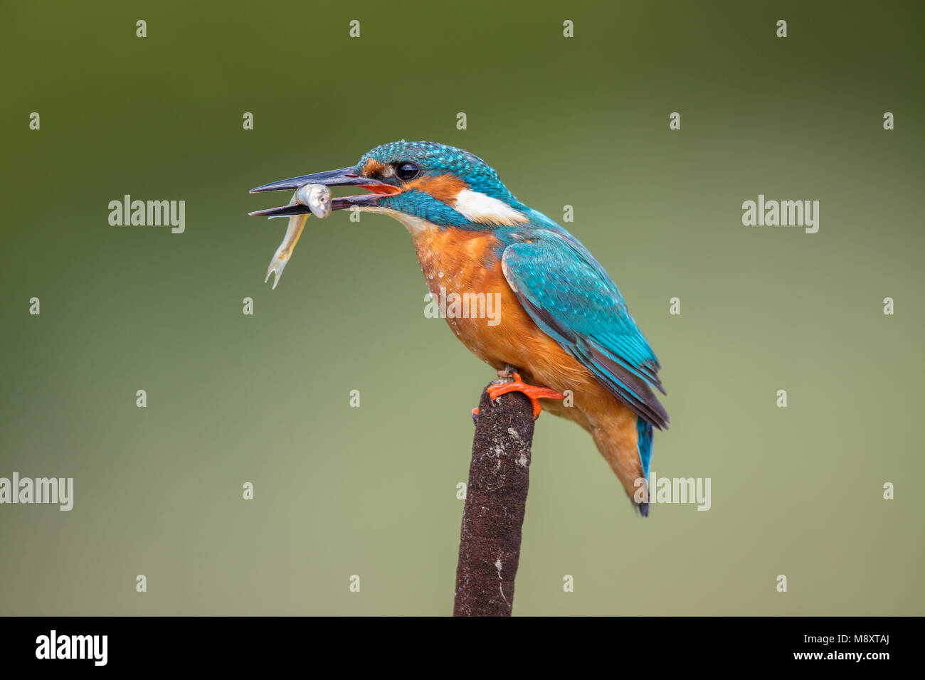 Beak Rush High Resolution Stock Photography and Images - Alamy