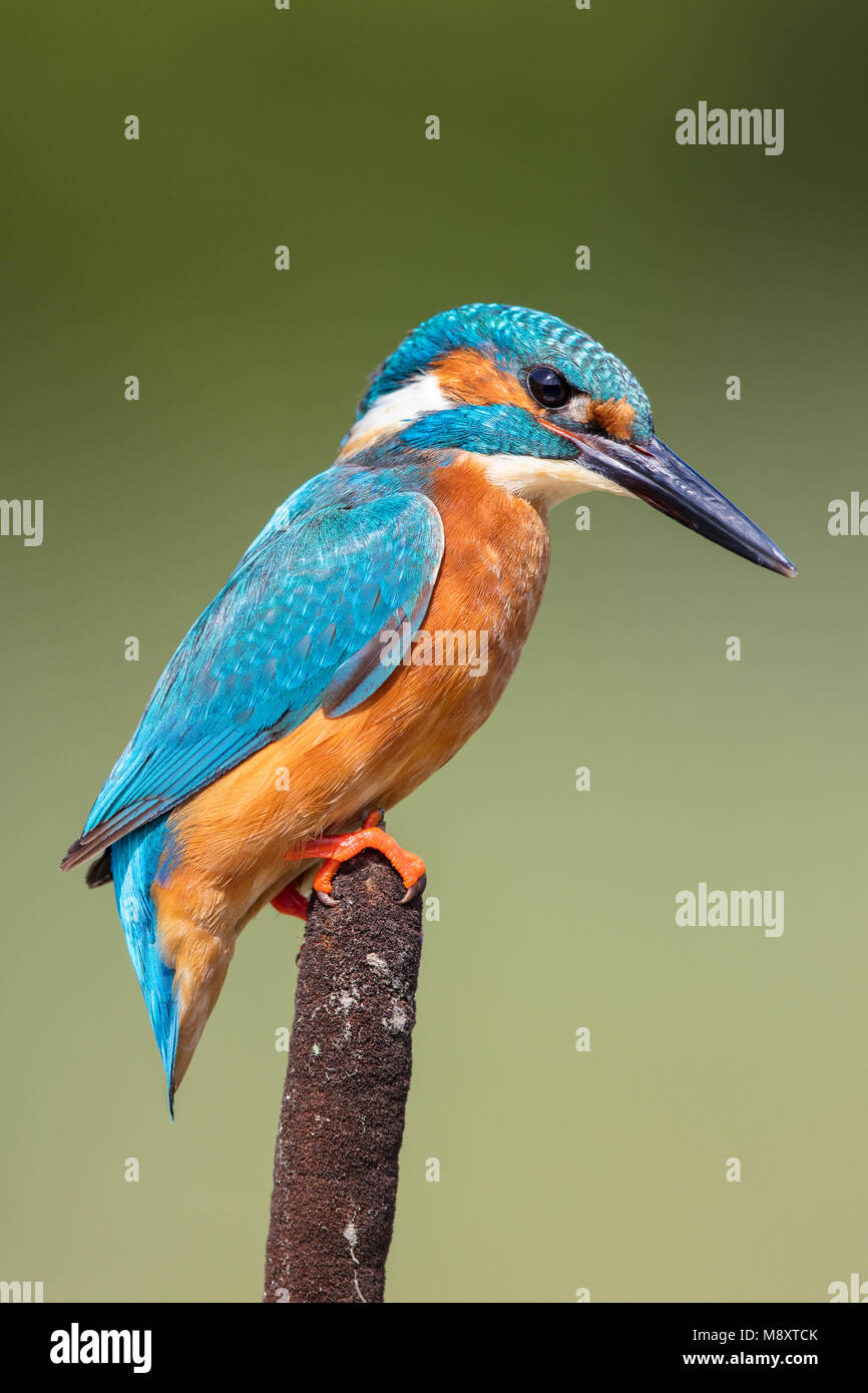 Bull rush hi-res stock photography and images - Alamy