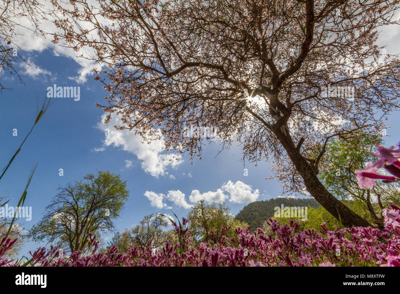 Low level view of a blossoming almond tree and purple flowers in a ...