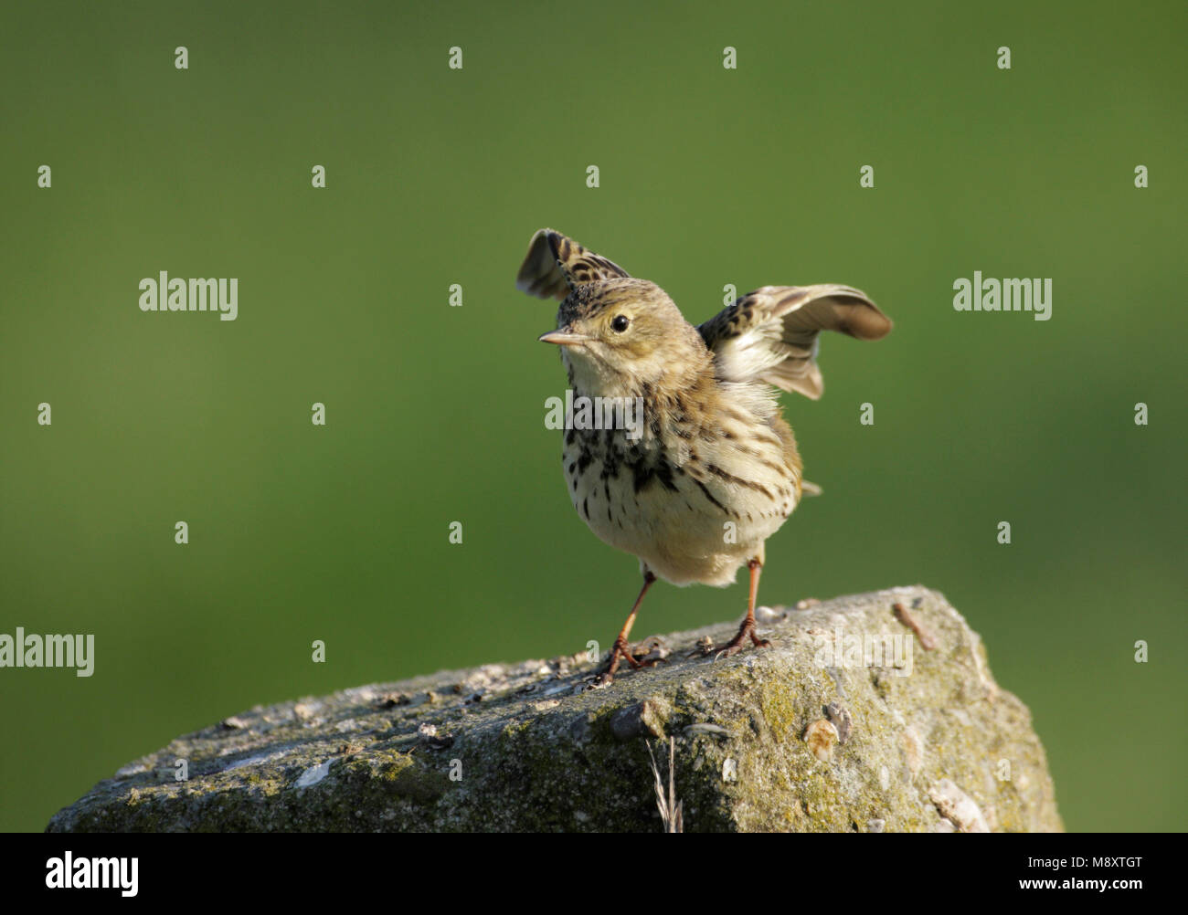 Wing stretching hi-res stock photography and images - Alamy