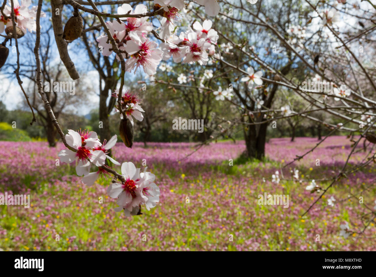 Purple Flowers Of Cyprus High Resolution Stock Photography and Images ...