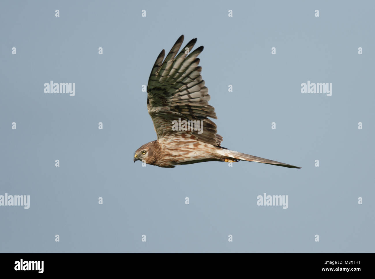 Grauwe Kiekendief, Montagus Harrier, Circus pygargus Stock Photo - Alamy