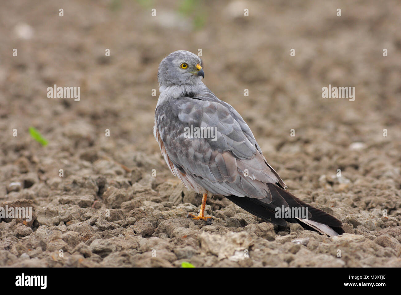 Grauwe Kiekendief, Montagus Harrier, Circus pygargus Stock Photo - Alamy