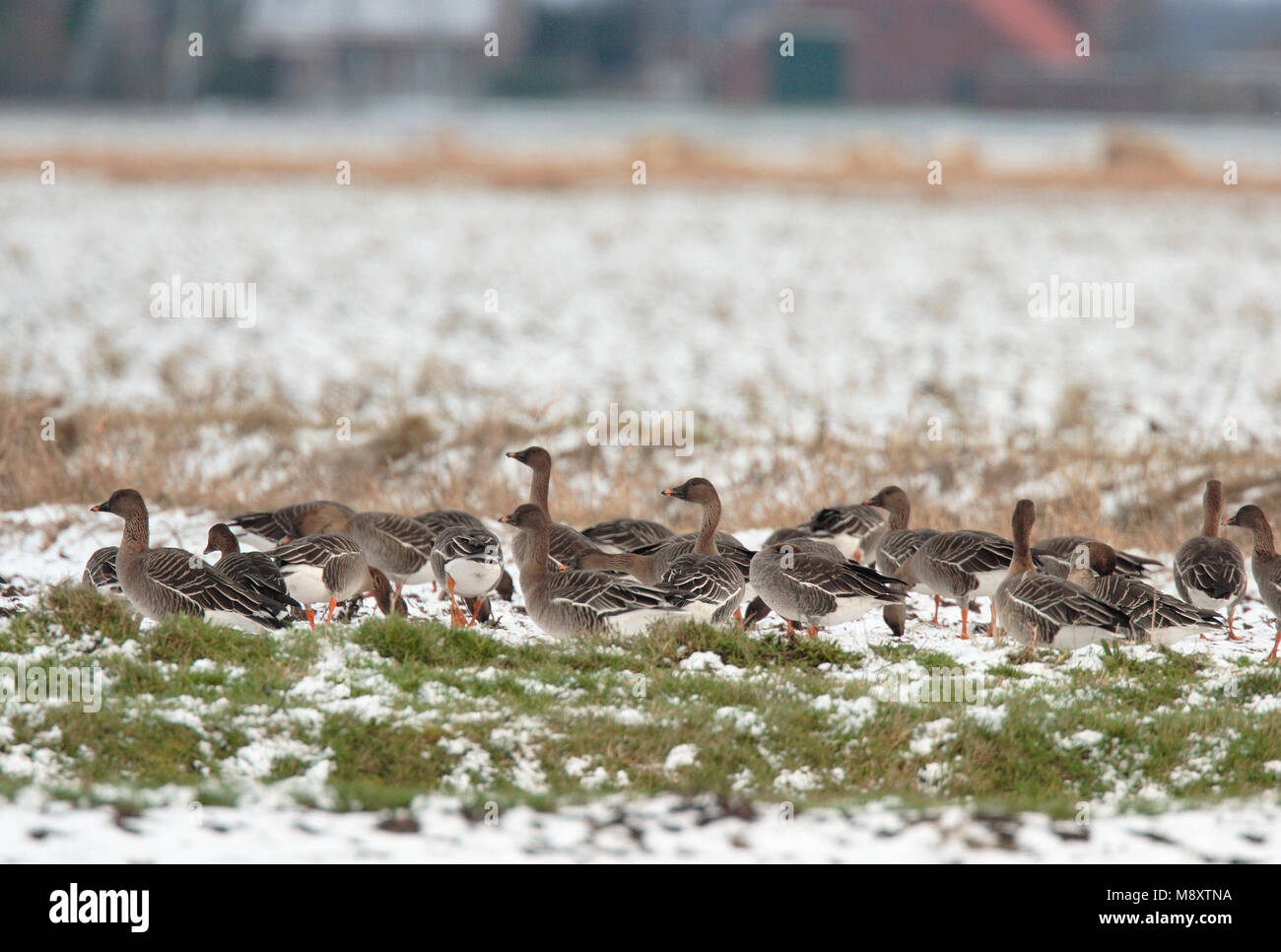 Rietgans; Tundra Bean Goose Stock Photo - Alamy