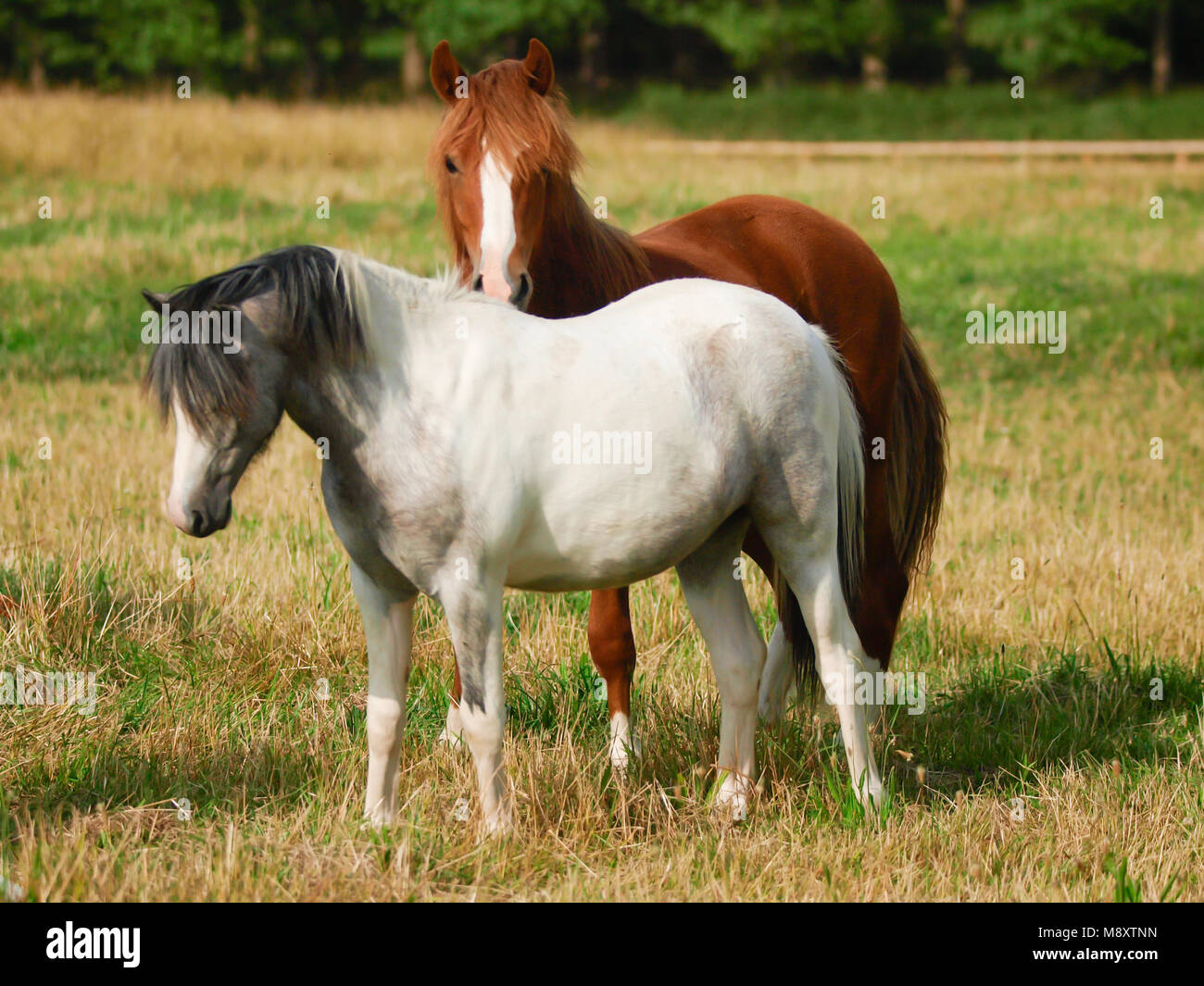 A full length image of two young Welsh ponies together in a paddock ...