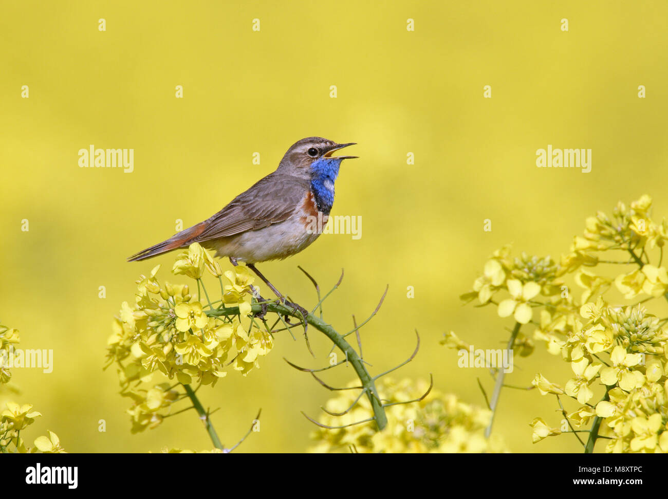 Volwassen Blauwborst; Adult White-Spotted Bluethroat Stock Photo - Alamy