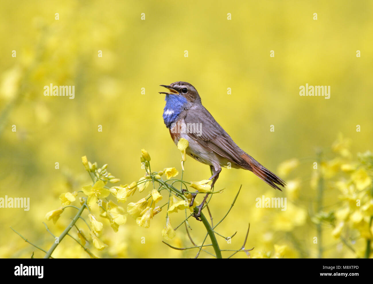 Volwassen Blauwborst; Adult White-Spotted Bluethroat Stock Photo - Alamy