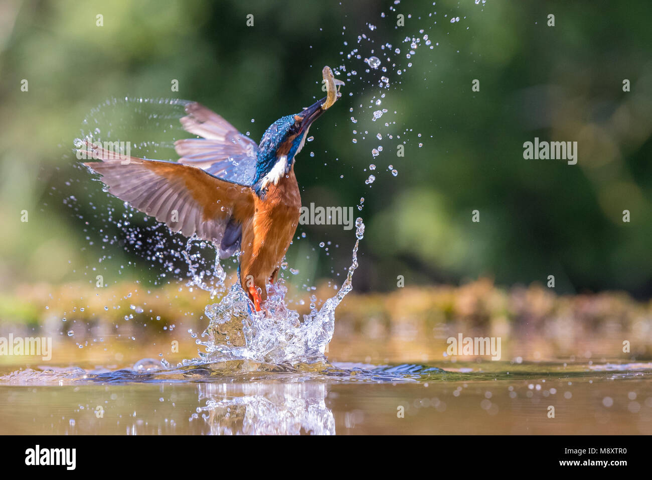Male kingfisher emerging from the water with a fish Stock Photo - Alamy