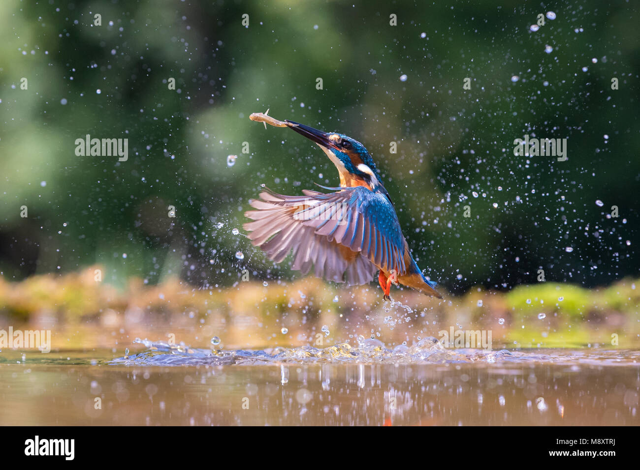 Male kingfisher emerging from the water with a fish Stock Photo - Alamy