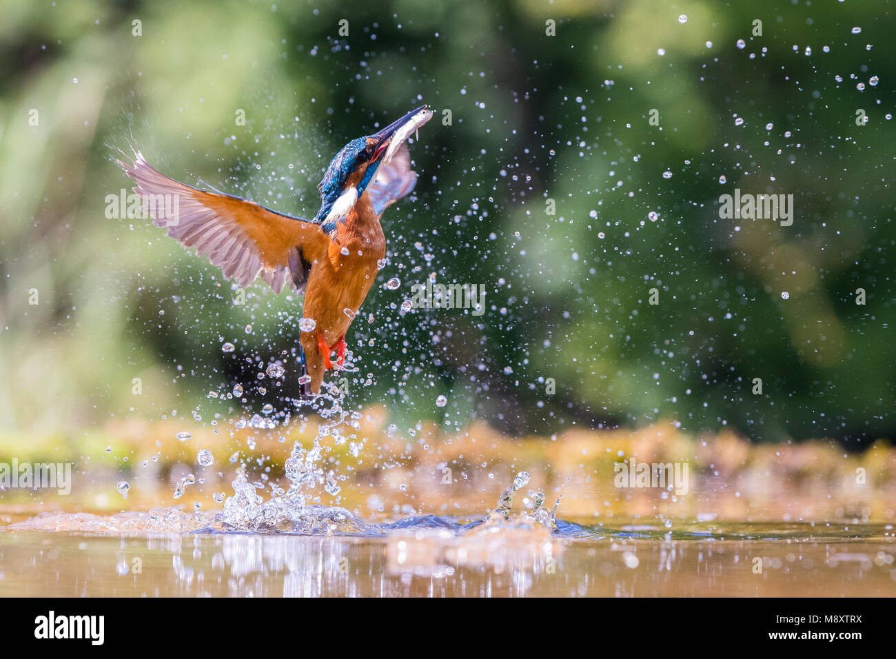 Male kingfisher emerging from the water with a fish Stock Photo - Alamy