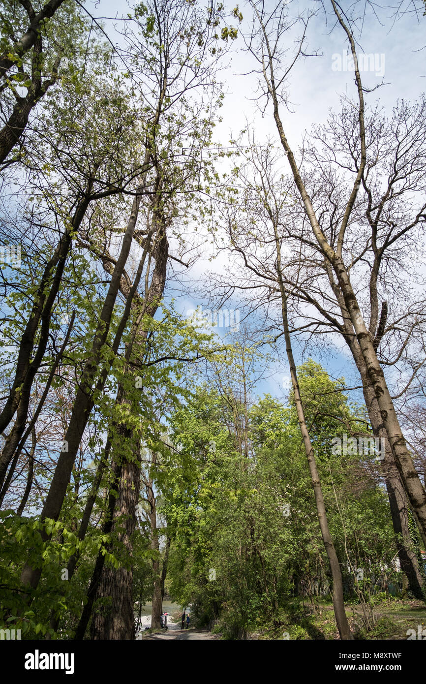 Branches of trees with blue sky, green natural background Stock Photo ...