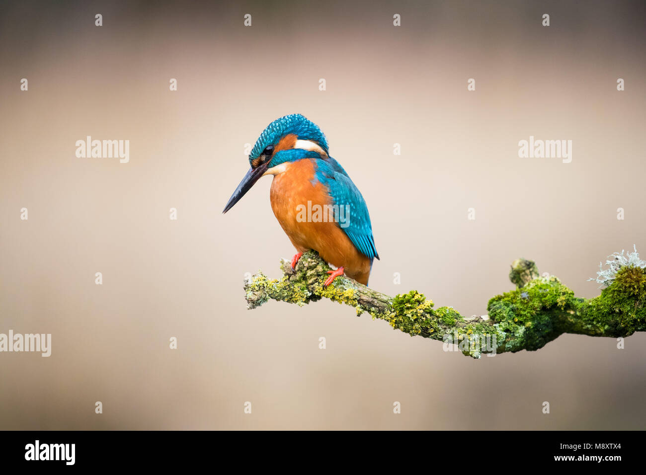 Kingfisher looking at you hi-res stock photography and images - Alamy