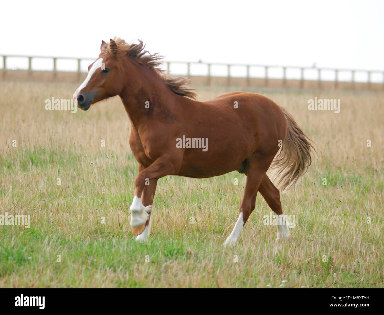 A pretty pony trots through a paddock. a paddock Stock Photo - Alamy