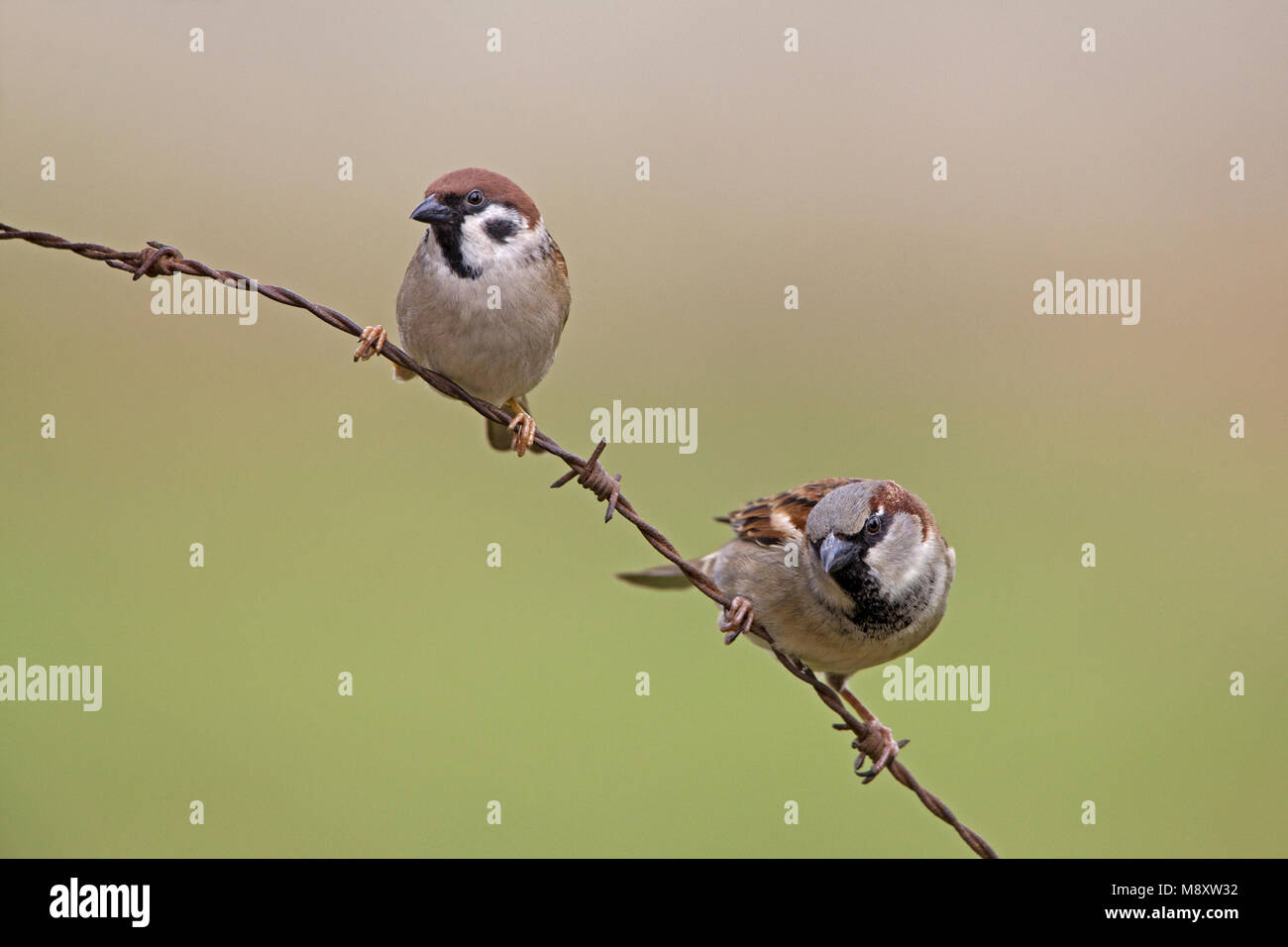Ringmus en Huismus op prikkeldraad; Eurasian Tree Sparrow and House ...