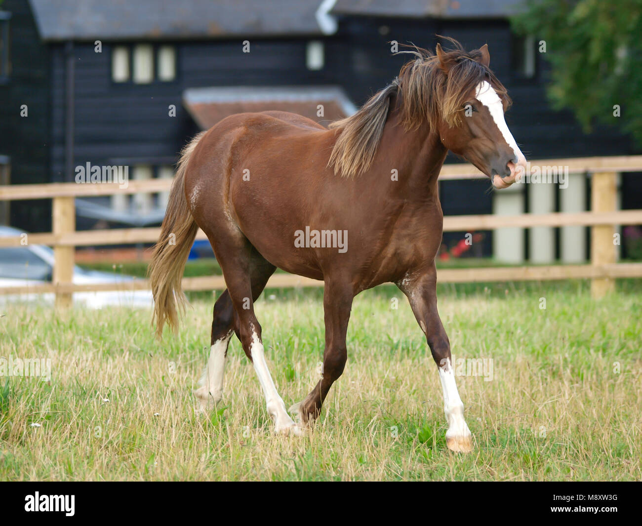 A pretty pony trots through a paddock. a paddock Stock Photo - Alamy