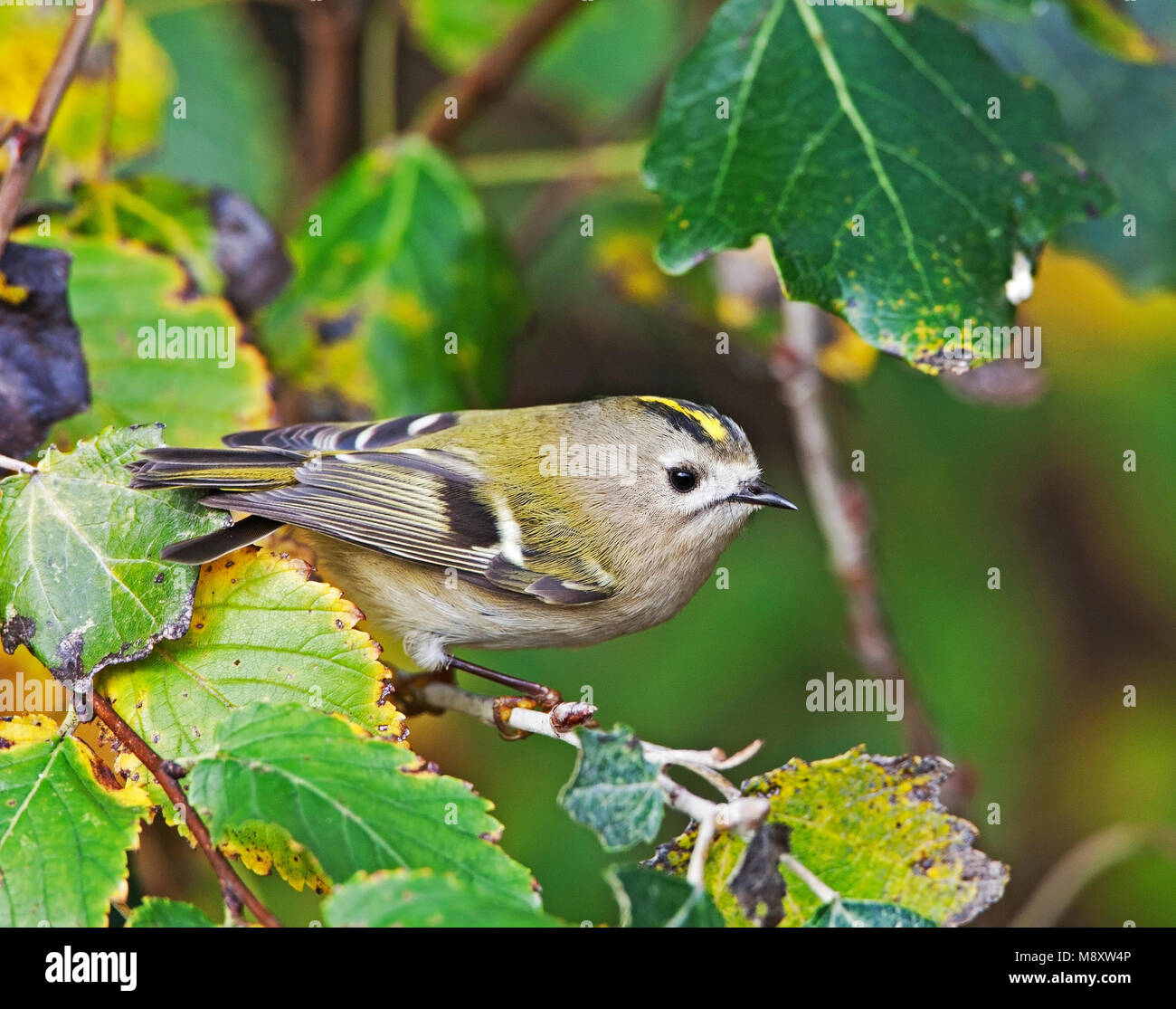 Gold crest bird hi-res stock photography and images - Alamy