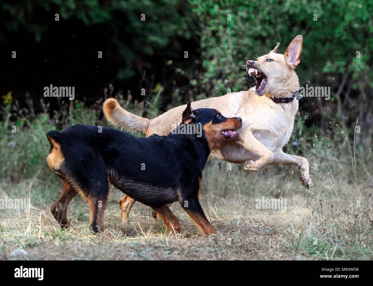 Rottweiler Vs German Shepherd Fight Videos