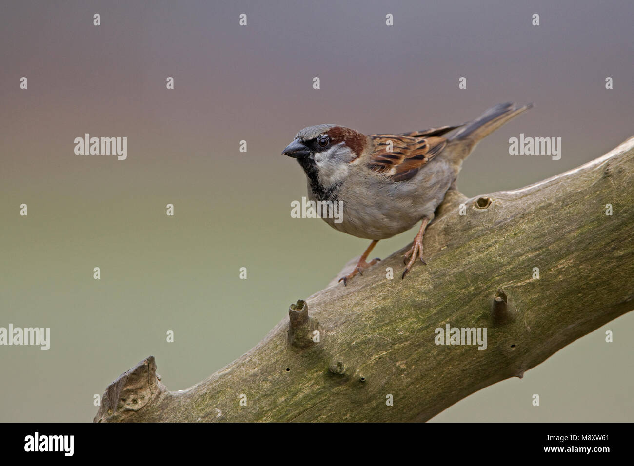 Huis mus hi-res stock photography and images - Alamy